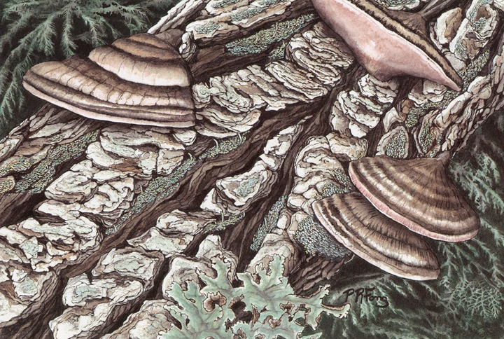 Ashland Gallery Association / Ashland, Talent, Phoenix, Medford Oregon